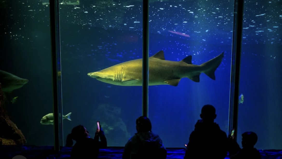 Dingle Gallery | Dingle Attractions | Dingle Skellig Hotel