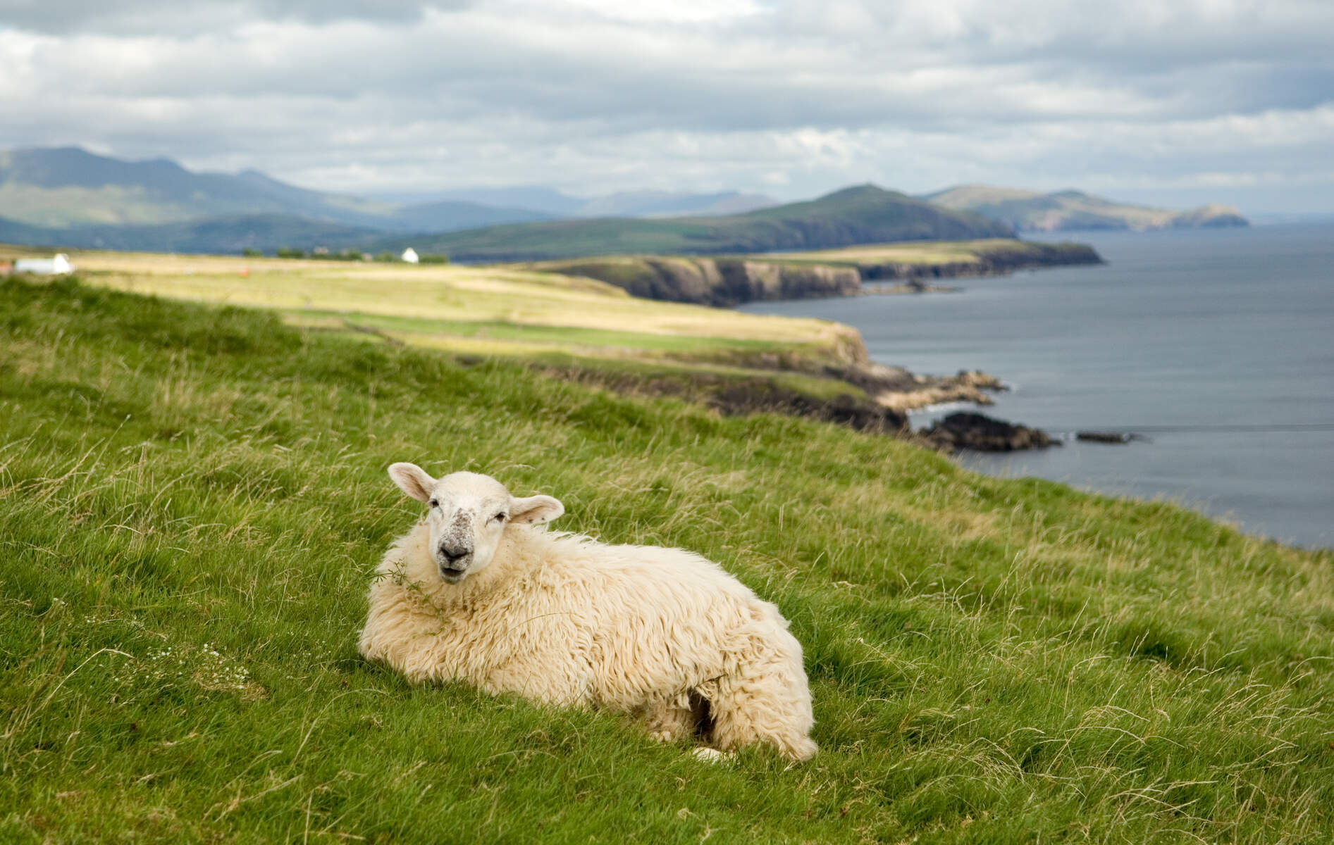 Dingle Gallery | Dingle Attractions | Dingle Skellig Hotel